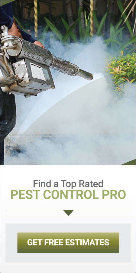 Mouse Exterminator Secrets the Professionals Use to Get Rid of Mice